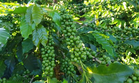 ¿cuál Es La Variedad De Café Ac1 ¿podría Volverse Más Popular