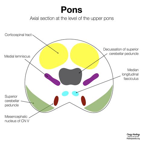 Pons Co To Avoir Les Jambes En Coton Lrbfgs