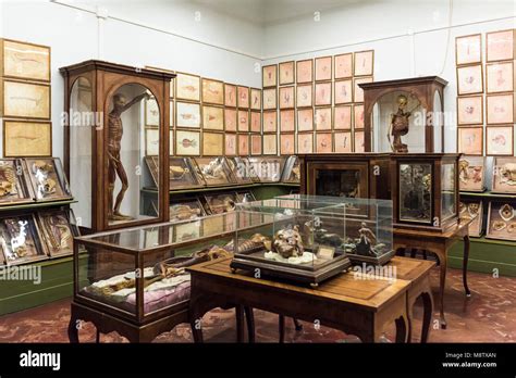 Florence Italy Collection Of 18th Century Wax Anatomical Models At