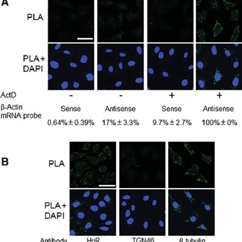 Detection Of Mrnaprotein Interactions In Subcellular Compartments By