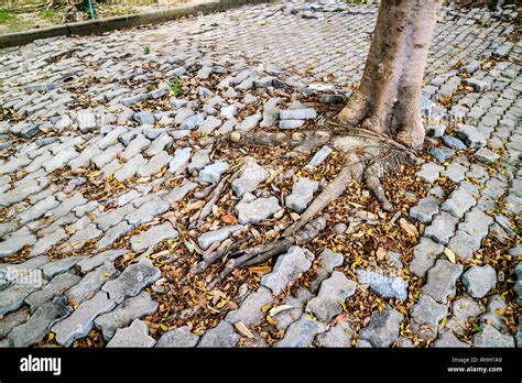 Tree Root Pavement Hi Res Stock Photography And Images Alamy