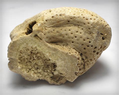 Silicified Favosites Coral Fossil Specimen From Illinois Etsy