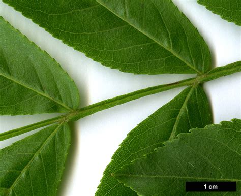 Pterocarya Stenoptera Trees And Shrubs Online