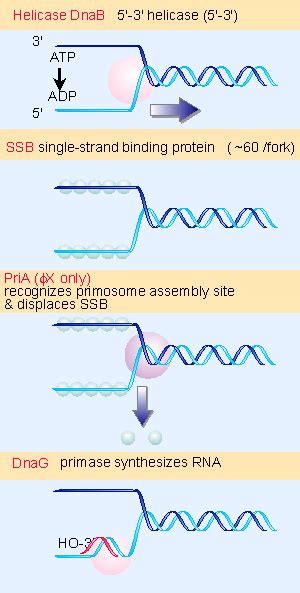 Figure 1313 Initiation Requires Several Enzymatic Activities
