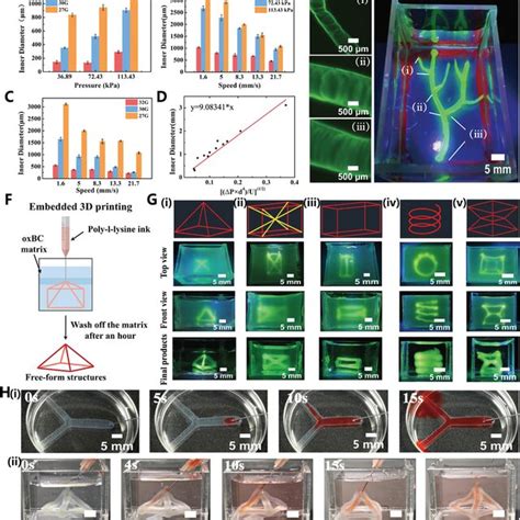 The Bifunctionality Of Fabricated Vascular Tissue Constructs A Download Scientific Diagram