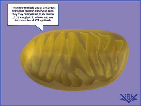 Vcac Cellular Processes Atp Synthase Advanced Look Location