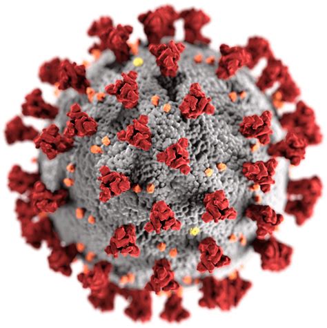 The Immune System Goes Viral Connect With Iisc