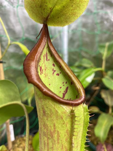Nepenthes Alata Giant X Truncata Red Ep Rnepenthes