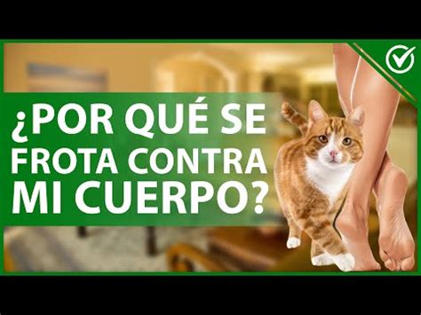 Por qué tu Gato Frota su Cabeza Contra tu Cuerpo Comunicación