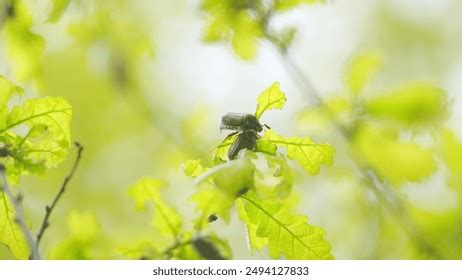 Sex Copulation Reproduction Royalty Free Images Stock Photos Pictures Shutterstock