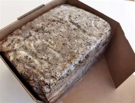 Making Masters Mix Substrate Growers Guide 2023 Version Artofit