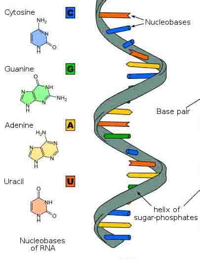 Ribonucleic Acid RNA Structure Function