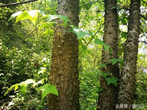 家鄉的刺楸木材供建材用根和樹皮入藥能祛風利濕活血止痛 每日頭條
