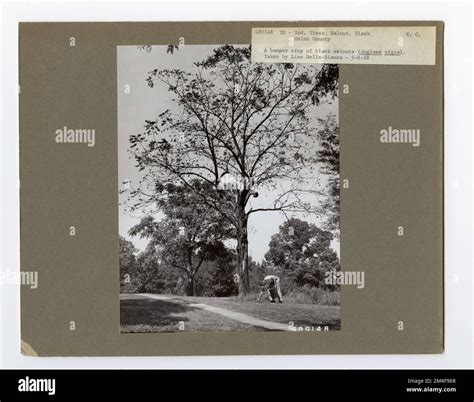 Tree Identification Walnut Photographs Relating To National Forests Resource Management