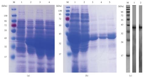 Expression Purification And Identification Of Recombinant Fusion