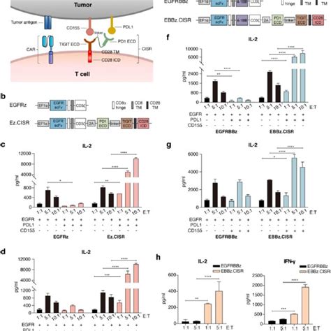 Design Signal Activation And Functional Validation Of The Pd1 Tigit