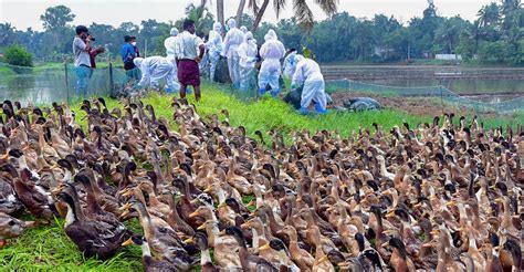 Bird Flu Rain Slows Down Culling Burying And Burning Carcasses A
