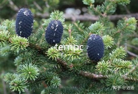 中国特有树种鳞皮冷杉植物非试管高效快繁 知乎