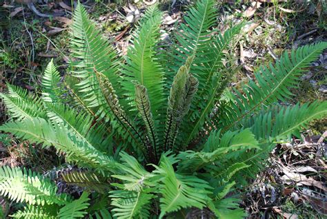 Ferns Of The Southern Sydney Basin Australian Plants Society
