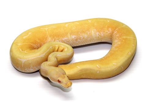 Albino Spider Markus Jayne Ball Pythons