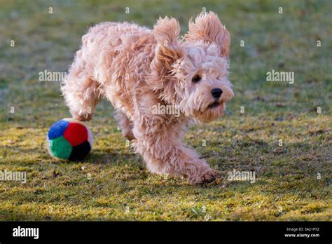 Los Geht Das Lieblingsspiel Der Cockapoo Welpe Und Sein Ball