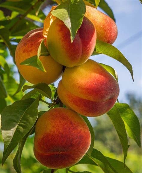 Semi Dwarf Peach Tree