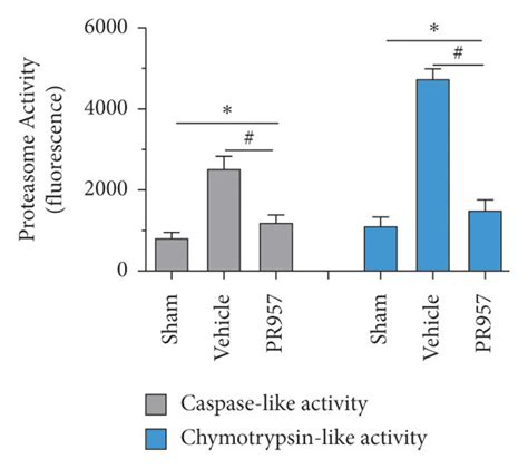 Chronic Hypoperfusion Upregulates The Expression And Proteasome Download Scientific Diagram