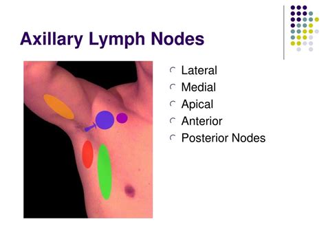 Ppt Comprehensive Guide To Lymphatic System Examination Powerpoint