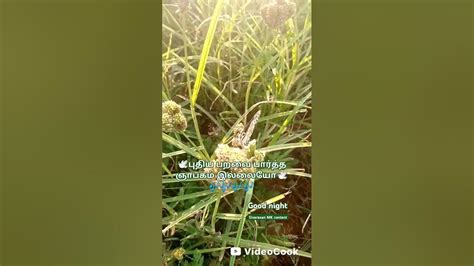 புதிய பறவை பார்த்த ஞாபகம் இல்லையோ🎶🎶🕊️🕊️🕊️ Youtube