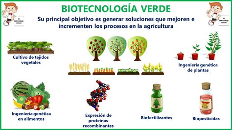 Biotecnología amarilla alimentos y bebidas Ejemplos y aplicaciones