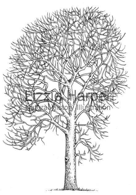 Ash Tree Ash Tree Ink Illustrations Doodle Drawings Natural History Baby Room Doodles