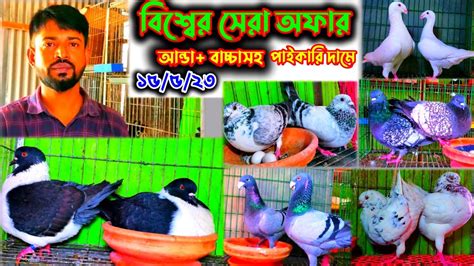 ১০০ ডিম বাচ্চাসহ বিশ্বের সেরা কবুতর কিনুন সিমীত দামে একদম পানির