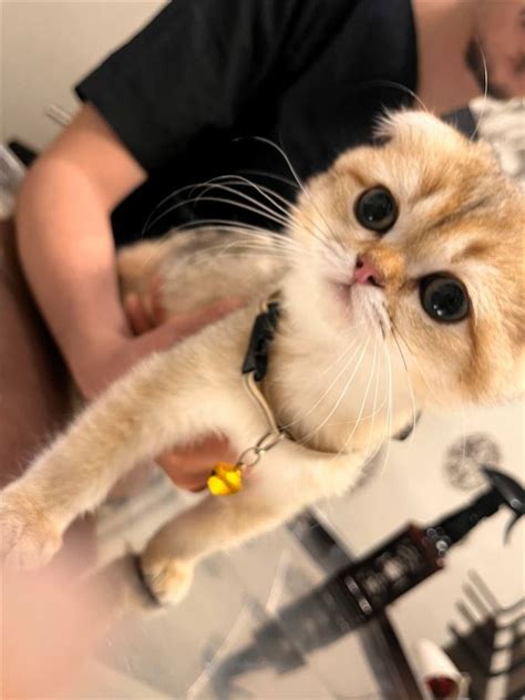 کلینیک دامپزشکی دکتر پویا