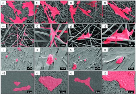Sem Micrographs Of Cells Colored In Red After 1 Day In Cell Culture