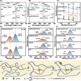 Interaction Types Within The GelZrEGCG Hydrogel FTIR Spectra Of A