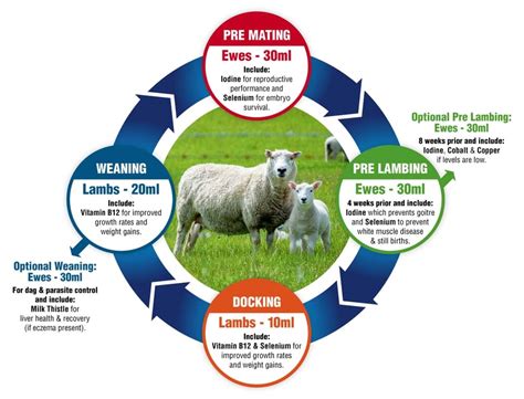 Sheep Nutrition Products
