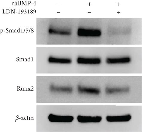 BMP Smad Runx Signaling Promotes The Osteogenic Differentiation Of Download Scientific