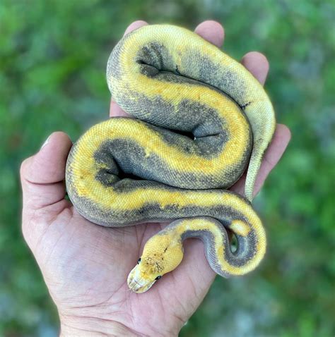 Morphmarket On Twitter Ghi Champagne Het Clown Ball Python By Reptile