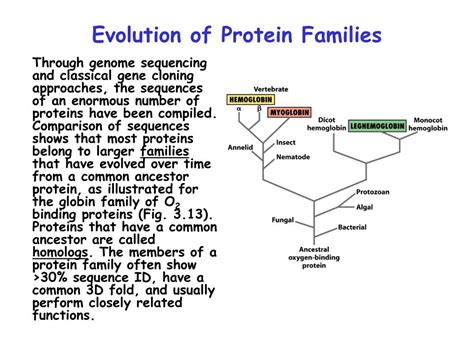 Ppt Chap 3 Protein Structure And Function Powerpoint Presentation Id