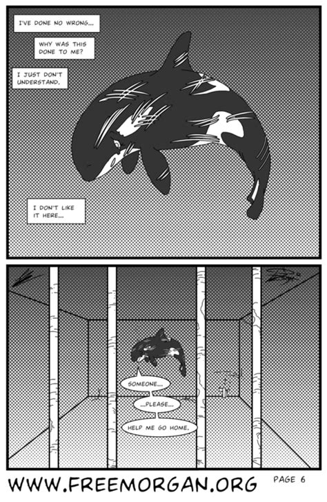End Killer Whale Captivity — Morgans Tale A Comic Orcas Save The