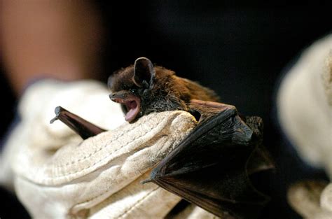 Human Bat Borne Rabies Cases In The Us Rabies Bulletin Europe