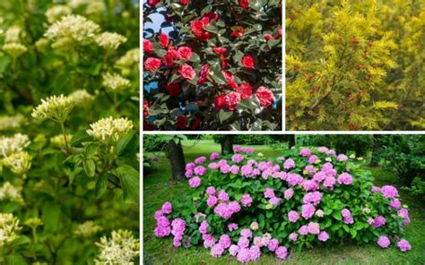 12 Perfect Texas Shrubs Photos Garden Lovers Club