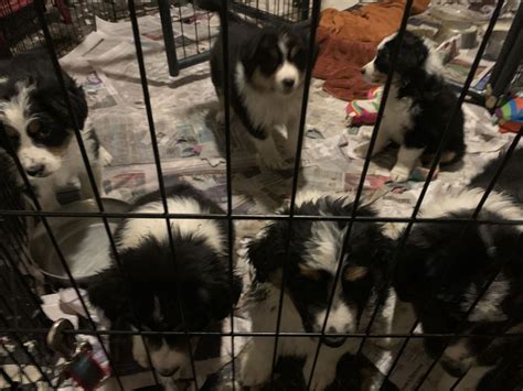 Dog For Adoption Holly Australian Shepherd A Australian Shepherd