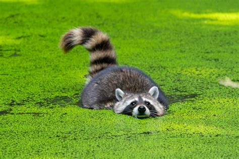 Beeldige Blijvertjes De Wasbeer And Wasbeerhond Roots Magazine