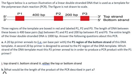 Solved The Figure Below Is A Cartoon Illustration Of A