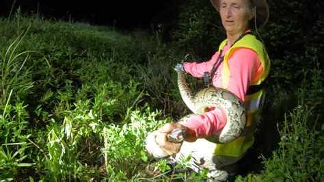 Python Huntress Film