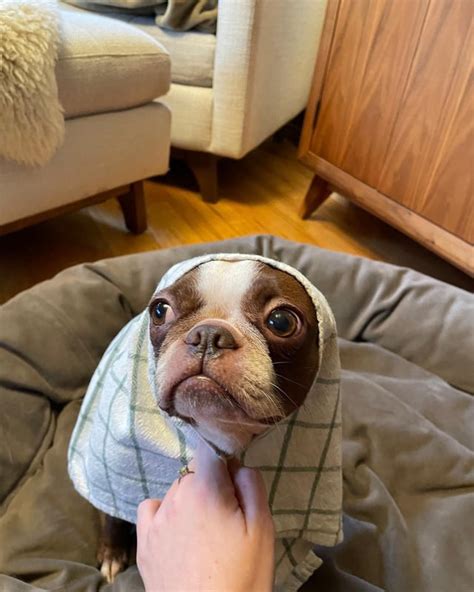 Mother Remy Rbostonterrier