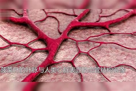 用菠菜叶造出人体心脏，科学家怎么做到的？未来器官或来自植物？ 心脏 人体 器官