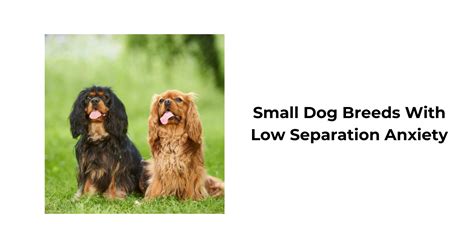 Small Dog Breeds That Handle Separation Anxiety Well Waggle