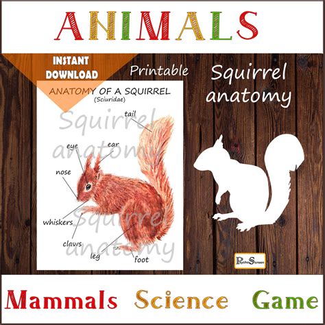 Squirrel Anatomy Body Parts Diagram Of A Squirrel